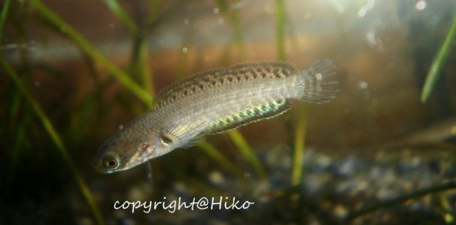 Channa Gachua Breeding