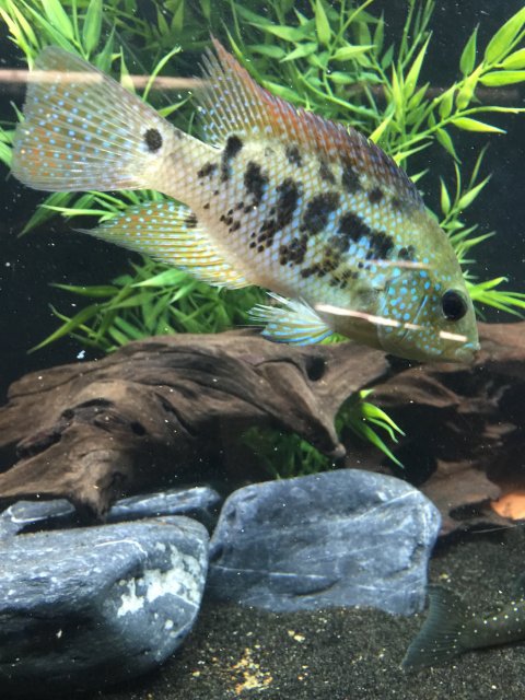 Mesoheros Ornatum | MonsterFishKeepers.com