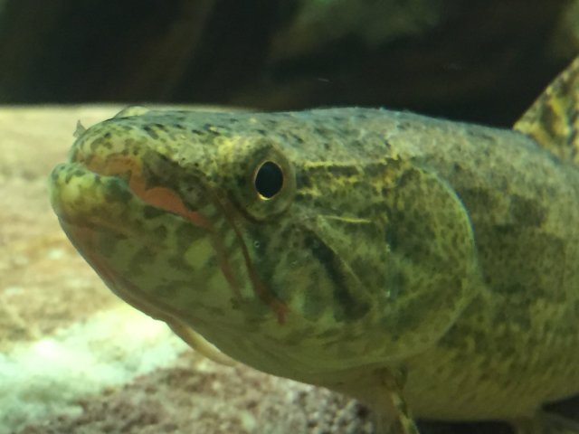 Freshwater Wolf Fish Species