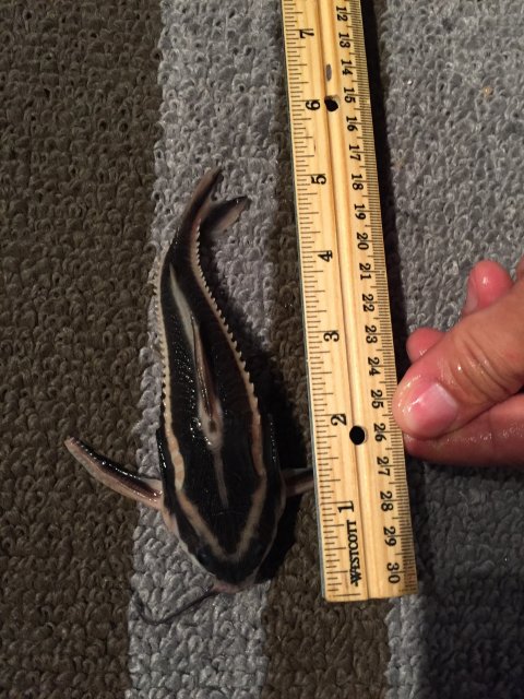 Full Grown Raphael Catfish