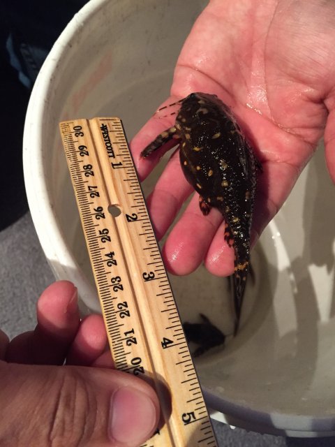 Full Grown Raphael Catfish