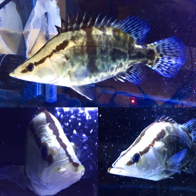 Chinese Perch | MonsterFishKeepers.com