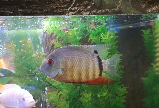 Green Deacon | MonsterFishKeepers.com