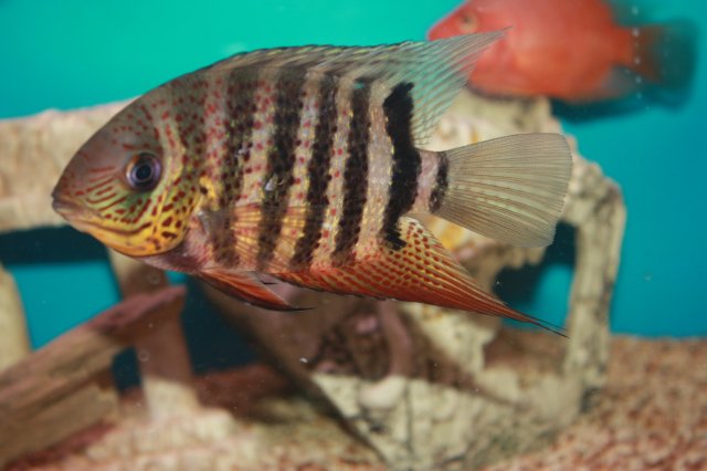 Green Deacon | MonsterFishKeepers.com