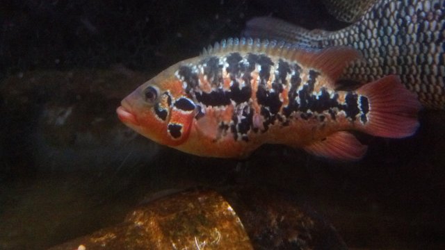 Red Tiger Motaguense Cichlid | MonsterFishKeepers.com