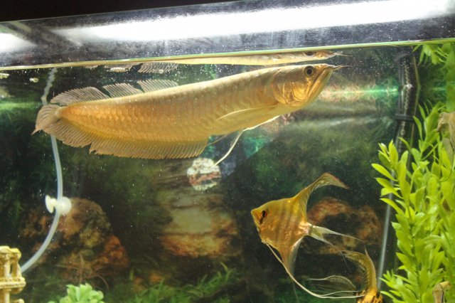 Help with building my arowana a pond | MonsterFishKeepers.com