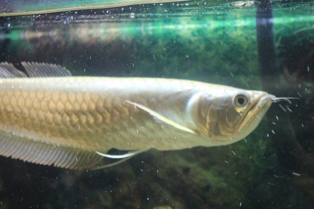 Help with building my arowana a pond | MonsterFishKeepers.com