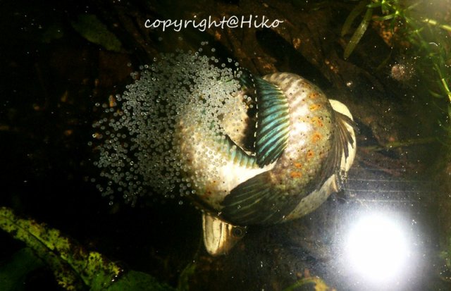 Channa Gachua Breeding