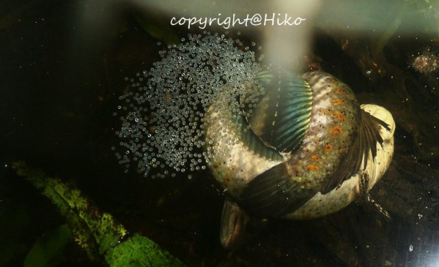 Channa Gachua Breeding