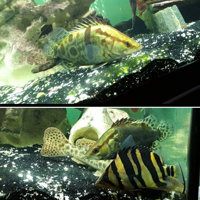 Chinese Perch | MonsterFishKeepers.com