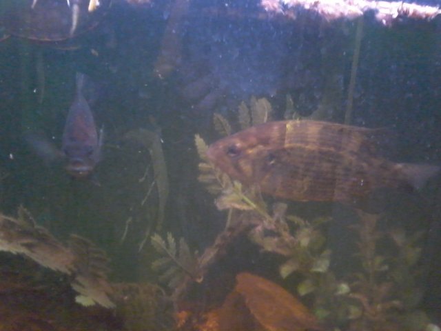 Pet Rock bass | MonsterFishKeepers.com