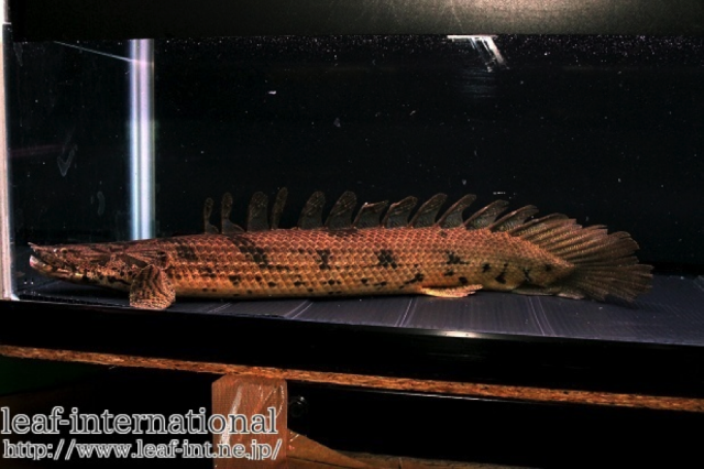 Polypterus Sp. Cotto? | MonsterFishKeepers.com