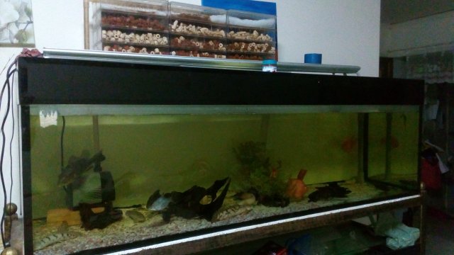 For Sale - 2 tier 6x2x2 Fish tank and Stand $400 | MonsterFishKeepers.com