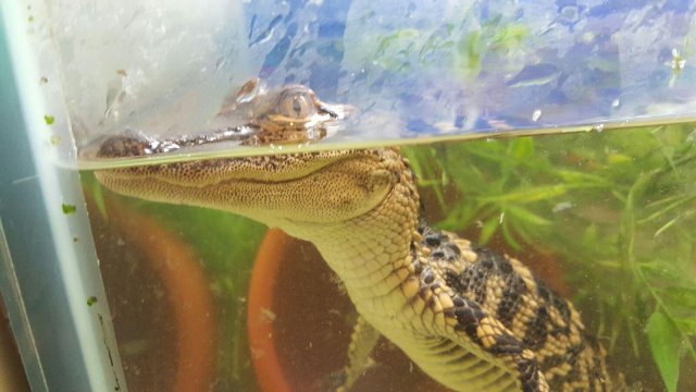 Dwarf Caiman Cage