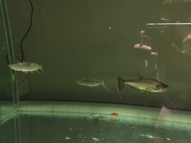 African Tiger Fish Aquarium