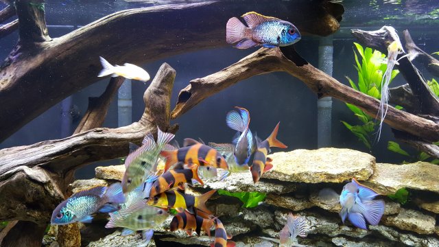 Pics of Definite Blue Acara FEMALE | MonsterFishKeepers.com