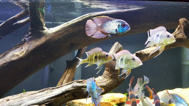 Pics of Definite Blue Acara FEMALE | MonsterFishKeepers.com