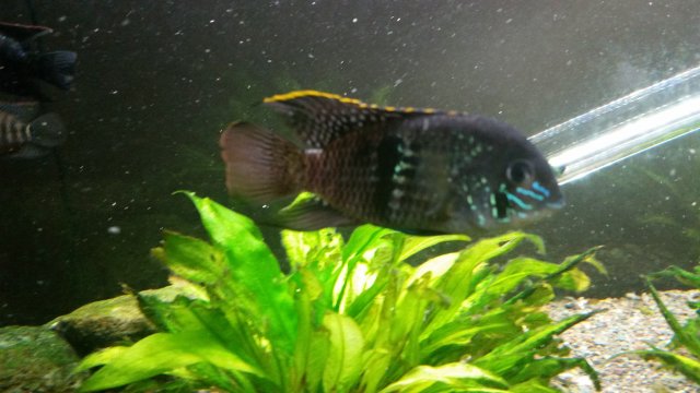 Pics of Definite Blue Acara FEMALE | MonsterFishKeepers.com