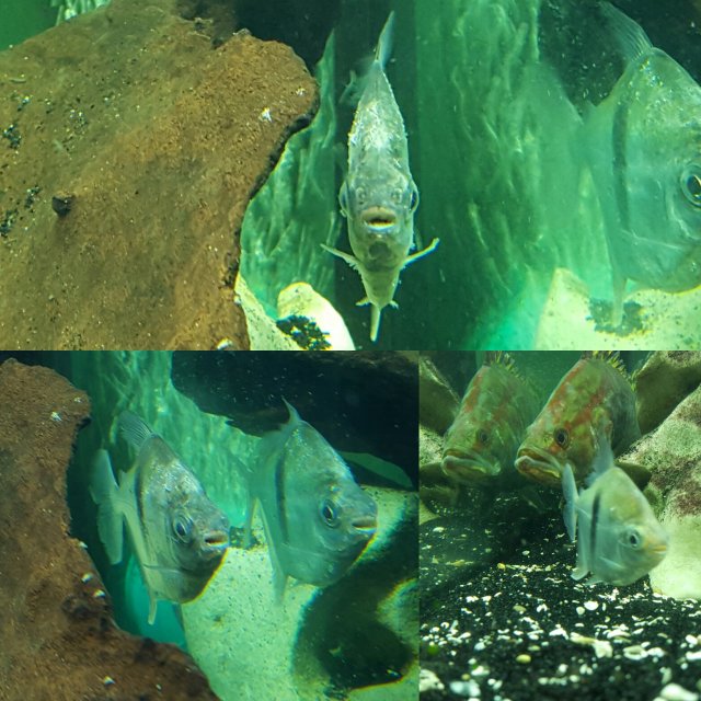 Chinese Perch | MonsterFishKeepers.com