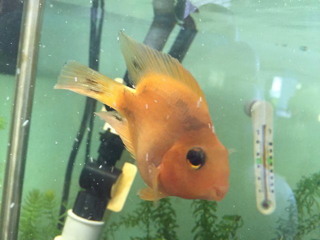 Black Spot Disease Fish