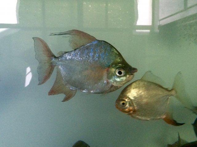 What's this one's scientific name | MonsterFishKeepers.com