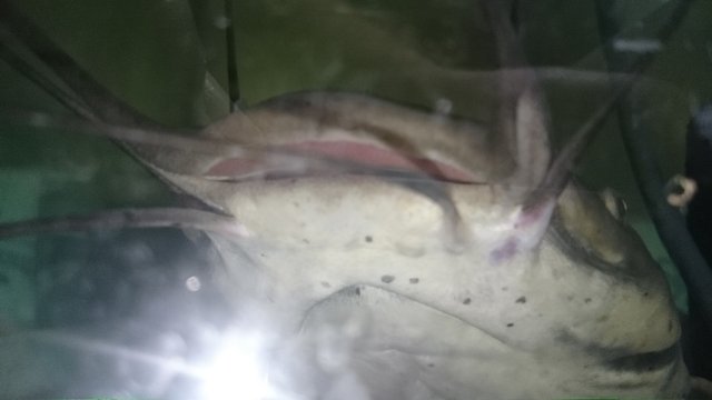 Vundu - heterobranchus longifilis | MonsterFishKeepers.com