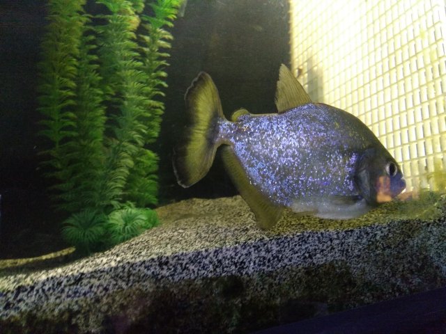 For Sale | "8 gold piranha serrasalmus maculatus | $150 | Toronto ...