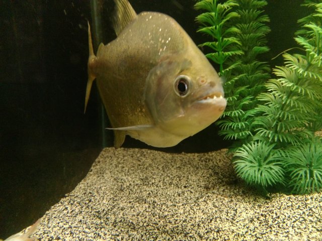 For Sale | "8 gold piranha serrasalmus maculatus | $150 | Toronto ...