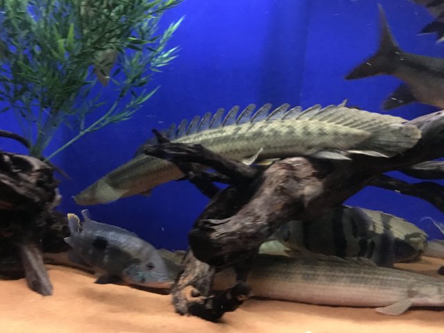 Pbb, Koliba, and Endli Updates | MonsterFishKeepers.com