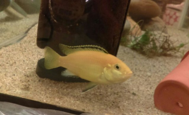 Female Yellow Lab Cichlid