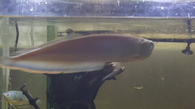 Aro identification | MonsterFishKeepers.com