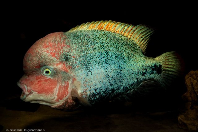 Paratheraps fenestratus | MonsterFishKeepers.com