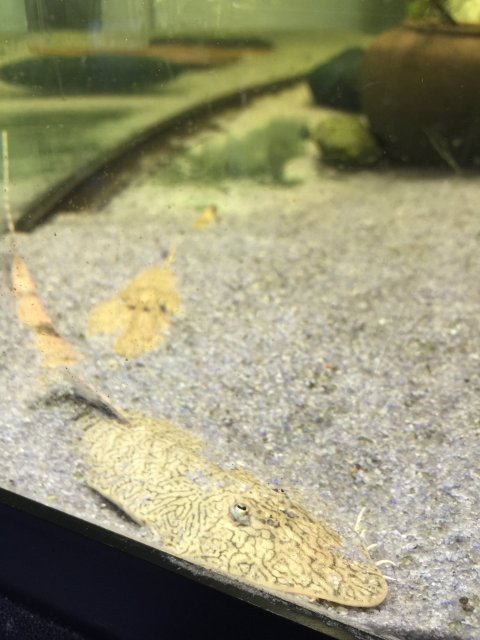 Chameleon Whiptail Catfish