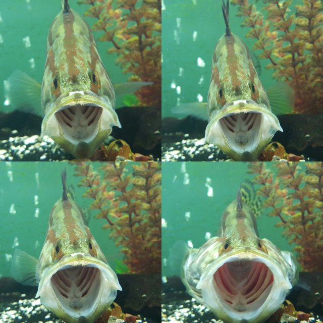 Chinese Perch | MonsterFishKeepers.com