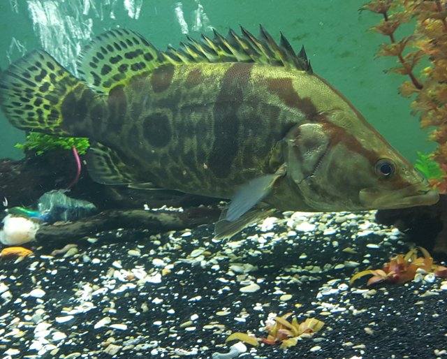 Chinese Perch | MonsterFishKeepers.com