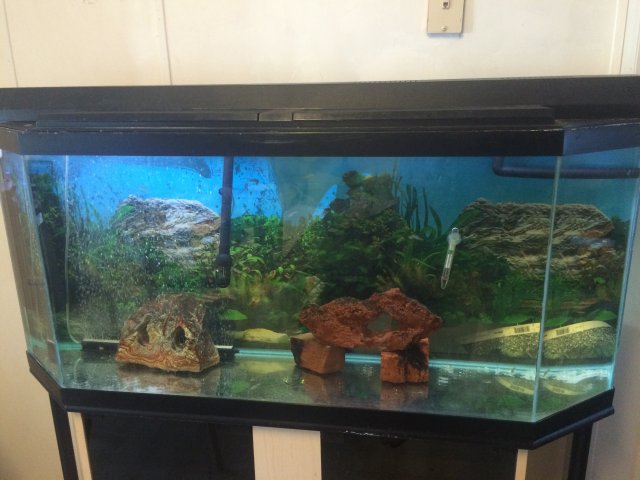 Rainbow trout tank | MonsterFishKeepers.com