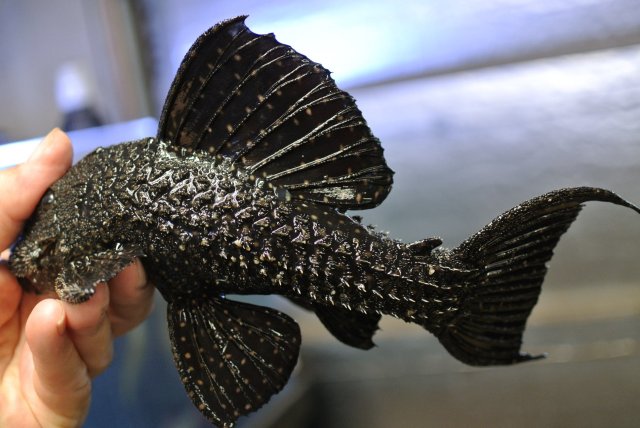 My 100 Plecos | MonsterFishKeepers.com