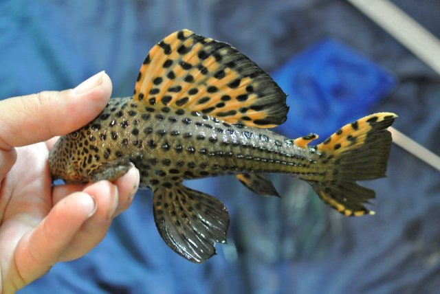 My 100 Plecos | MonsterFishKeepers.com