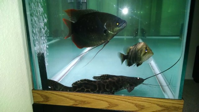 FS | Marbled Sailfin Pim Catfish 14in Pick up Only | $50 | South Shore ...