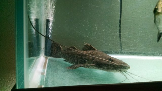FS | Marbled Sailfin Pim Catfish 14in Pick up Only | $50 | South Shore ...