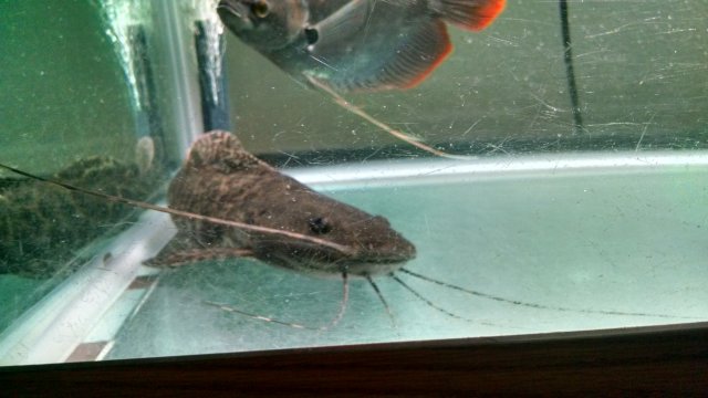 FS | Marbled Sailfin Pim Catfish 14in Pick up Only | $50 | South Shore ...