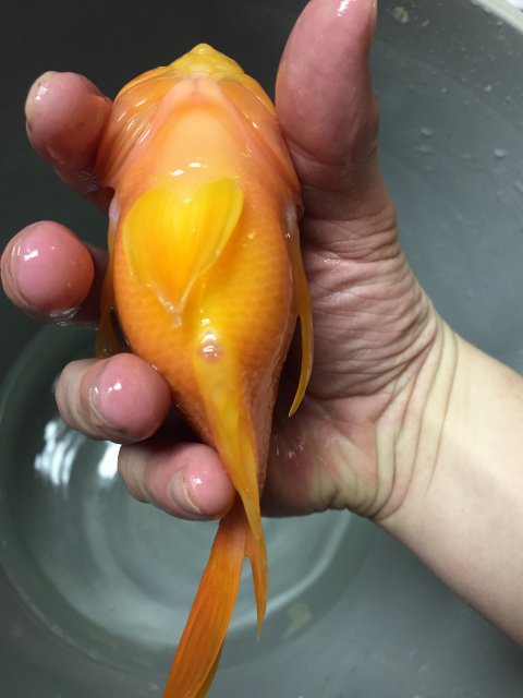 Red Parrot Fish Female