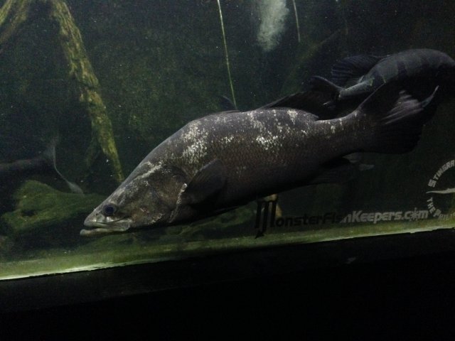 Nile Perch River Monsters