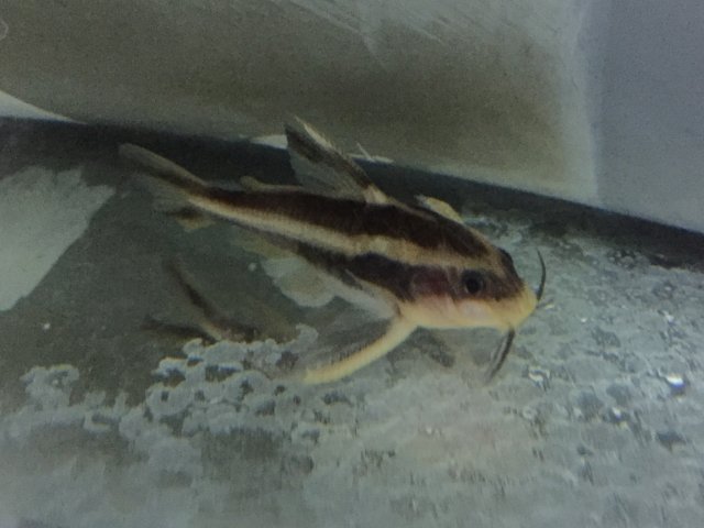 Striped Raphael Catfish