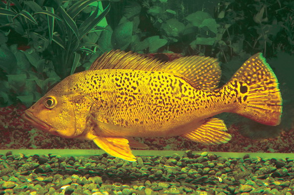 Spider Kelberi? | MonsterFishKeepers.com