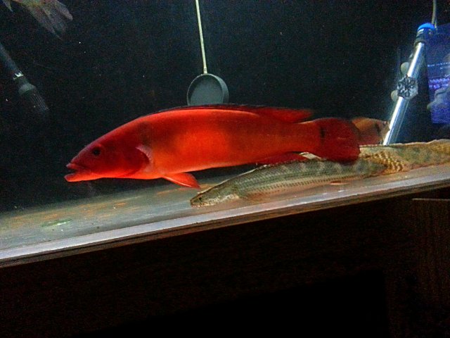 my red pike | MonsterFishKeepers.com