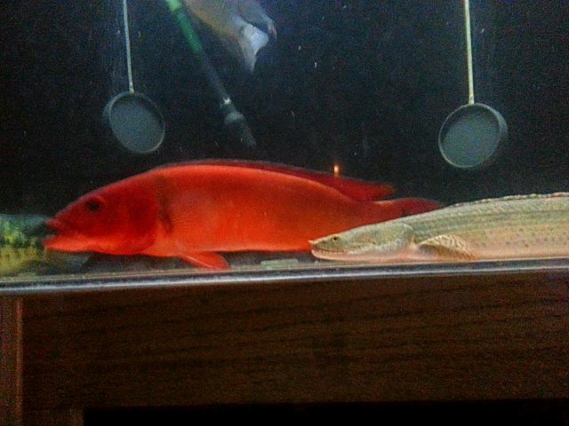 my red pike | MonsterFishKeepers.com