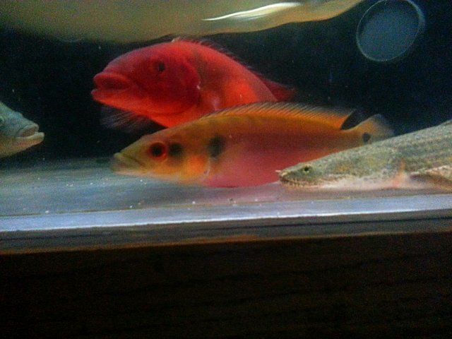 my red pike | MonsterFishKeepers.com