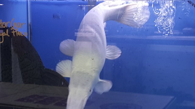 Platinum Aligator gar | MonsterFishKeepers.com