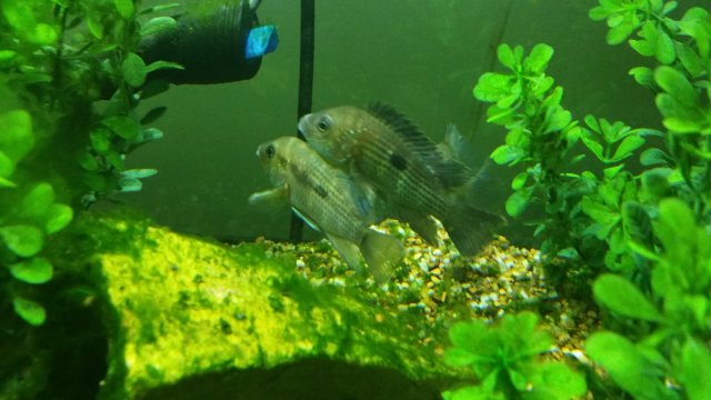 True green terror | MonsterFishKeepers.com